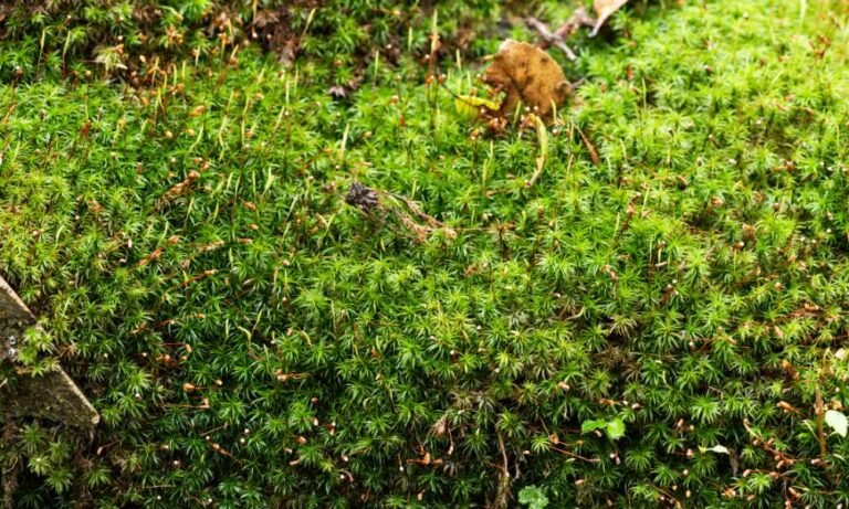 How To Grow Moss Lawn - Wakeful Home