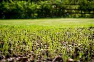 How To Plant Grass Seed On Existing Lawn - Wakeful Home