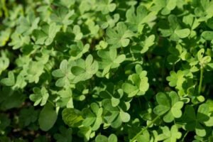 How To Get Rid Of Clover In Lawn - Wakeful Home