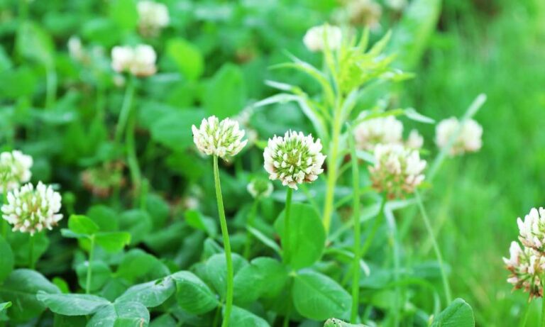 How To Grow Clover Lawn - Wakeful Home