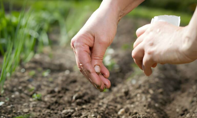 How To Reseed Lawn - Wakeful Home